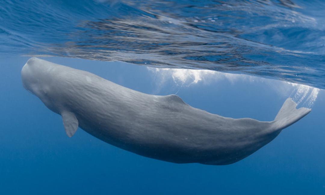 The overlord of the sea who has been forced to desperate existence has ...