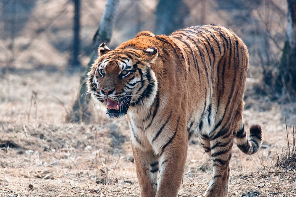 Bears are obviously very powerful, why are they often hunted by tigers ...