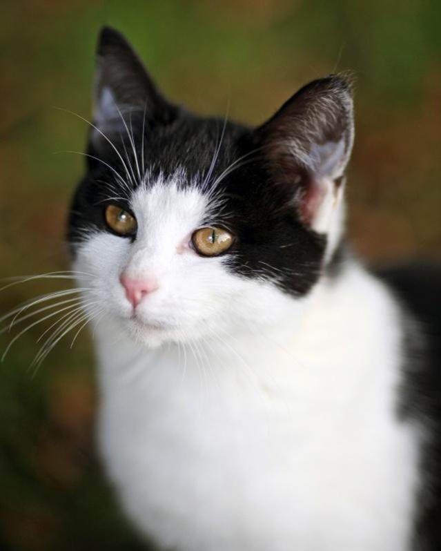 Show you the famous Chinese cats in our country - iMedia