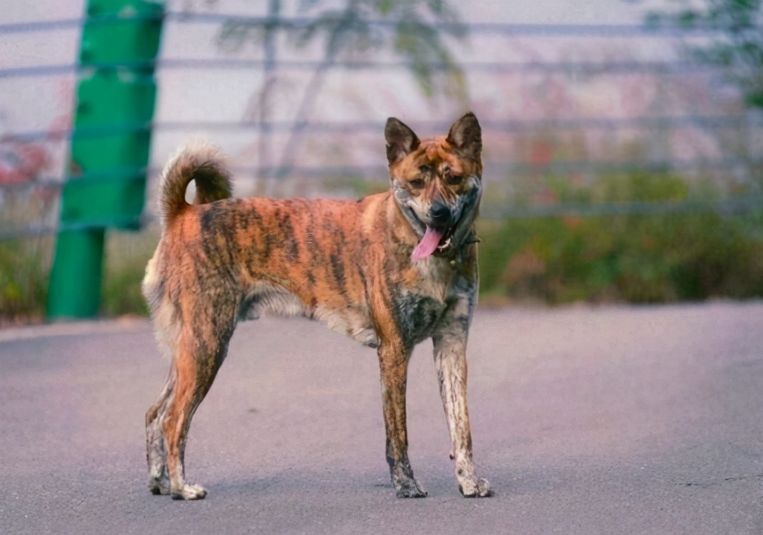 Dogs on the verge of extinction: these 6 types of dogs are almost out ...