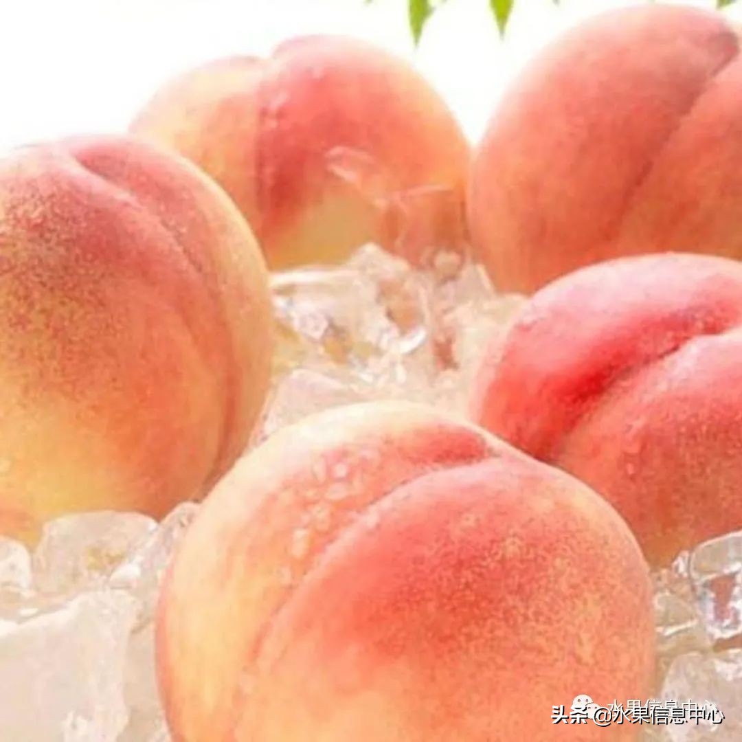 China's common peach origin varieties and time to market - iNEWS