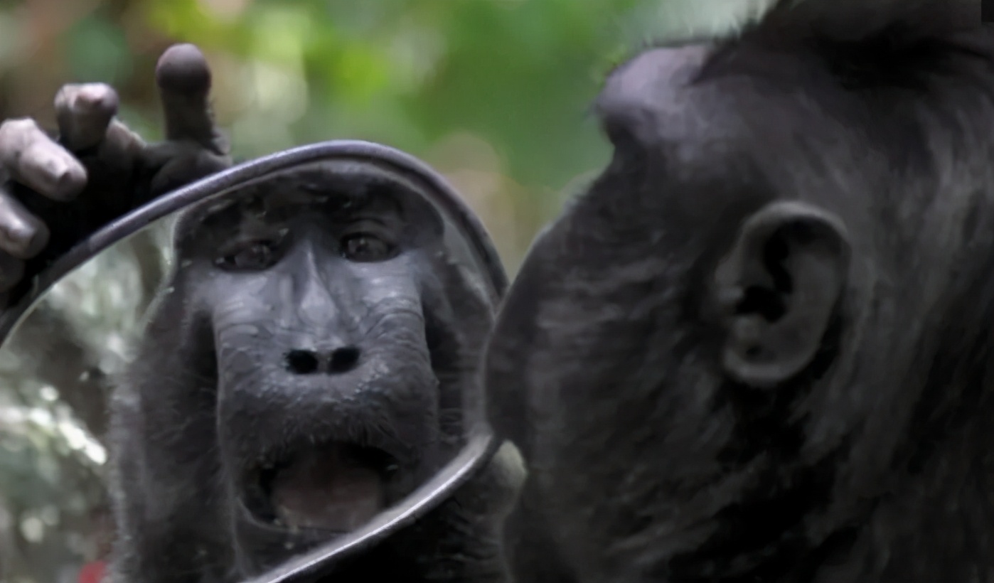 8 kinds of animals that can distinguish themselves in the mirror - iMedia