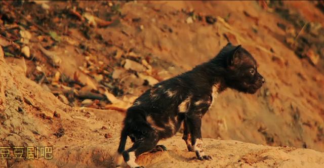 The most controversial animal in the world, the calico wolf - iNEWS