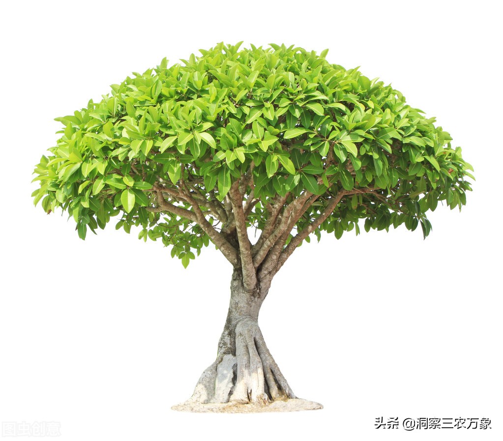 It is necessary to master these 5 pruning methods if the banyan tree ...