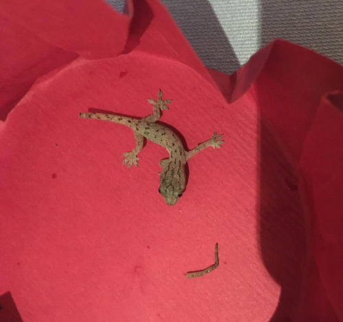 Why is the gecko called the "gecko"? Is his urine really toxic? Listen ...