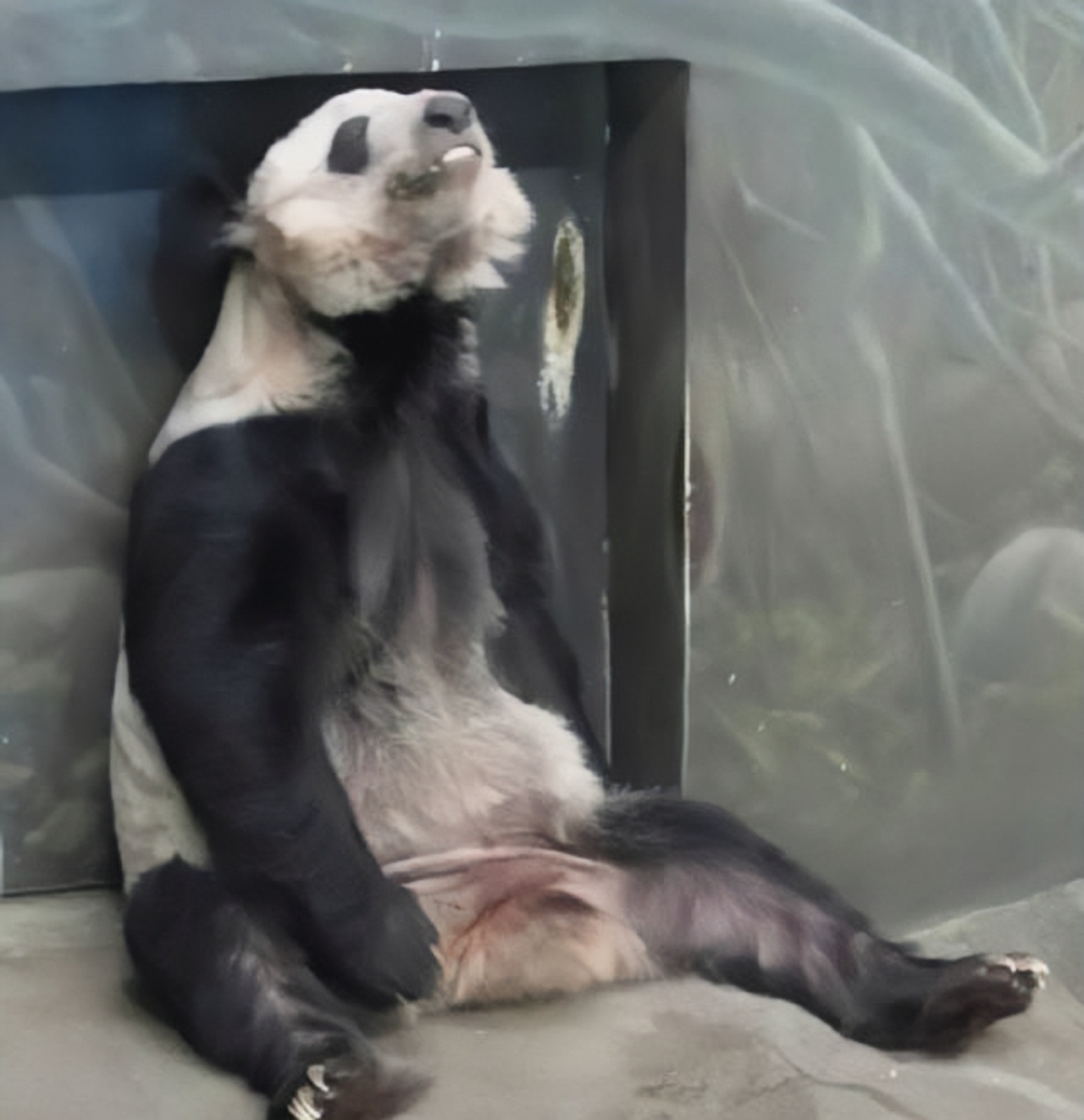 Is the national treasure giant panda "abused" in the United States ...