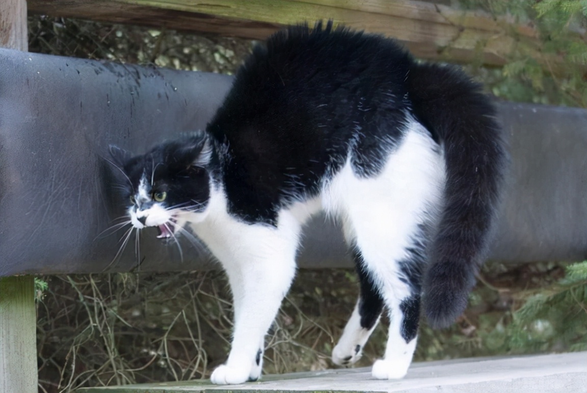 Cat arched back for petting?Watch out for warnings you may be sick - iNEWS