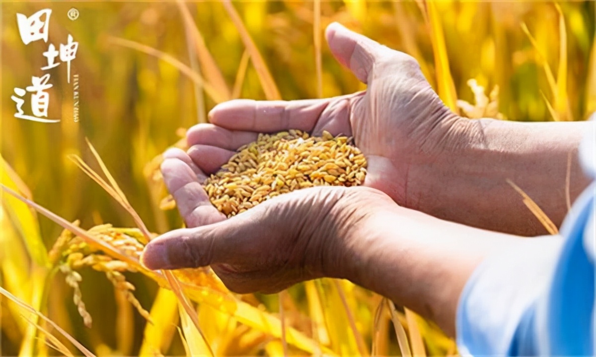 Why do you like Northeast rice? What's so good about it? - iNEWS