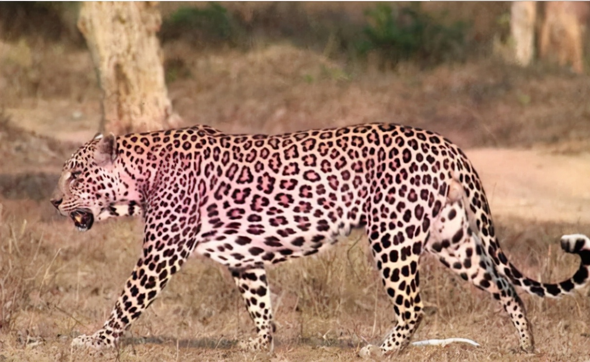 Magic!A rare "Pink Leopard" with strawberry-colored fur has been found ...