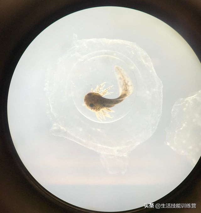 Wonderful microscopic world, 30 pictures show how everyday objects look ...