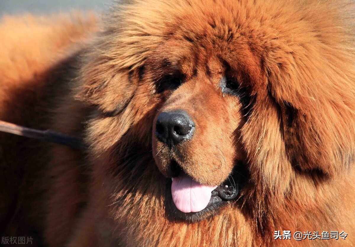 The Tibetan Mastiff's reward?Be protected by the wolf king since ...