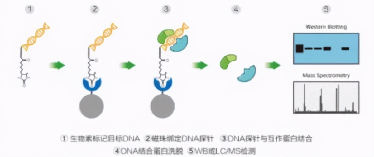 掌握pull down實驗：RNA pull down，DNA pull down，Protein pull down - 資訊咖