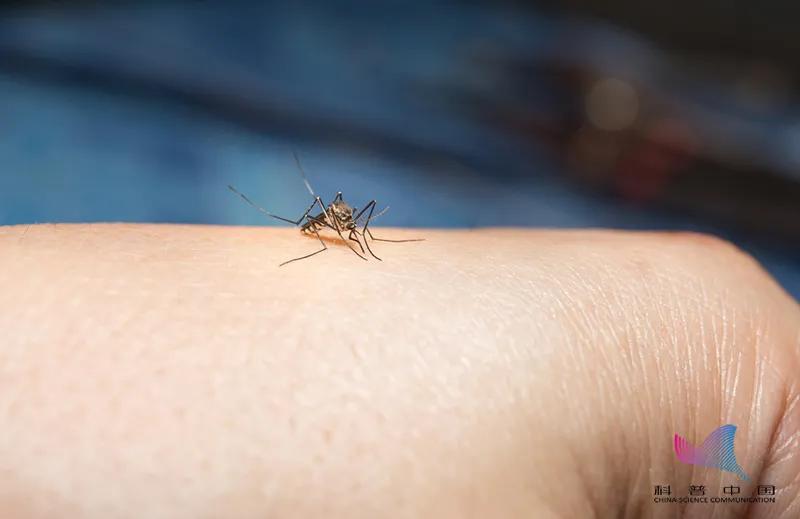 Slap more than 100 mosquitoes!Can nuclear technology not allow ...