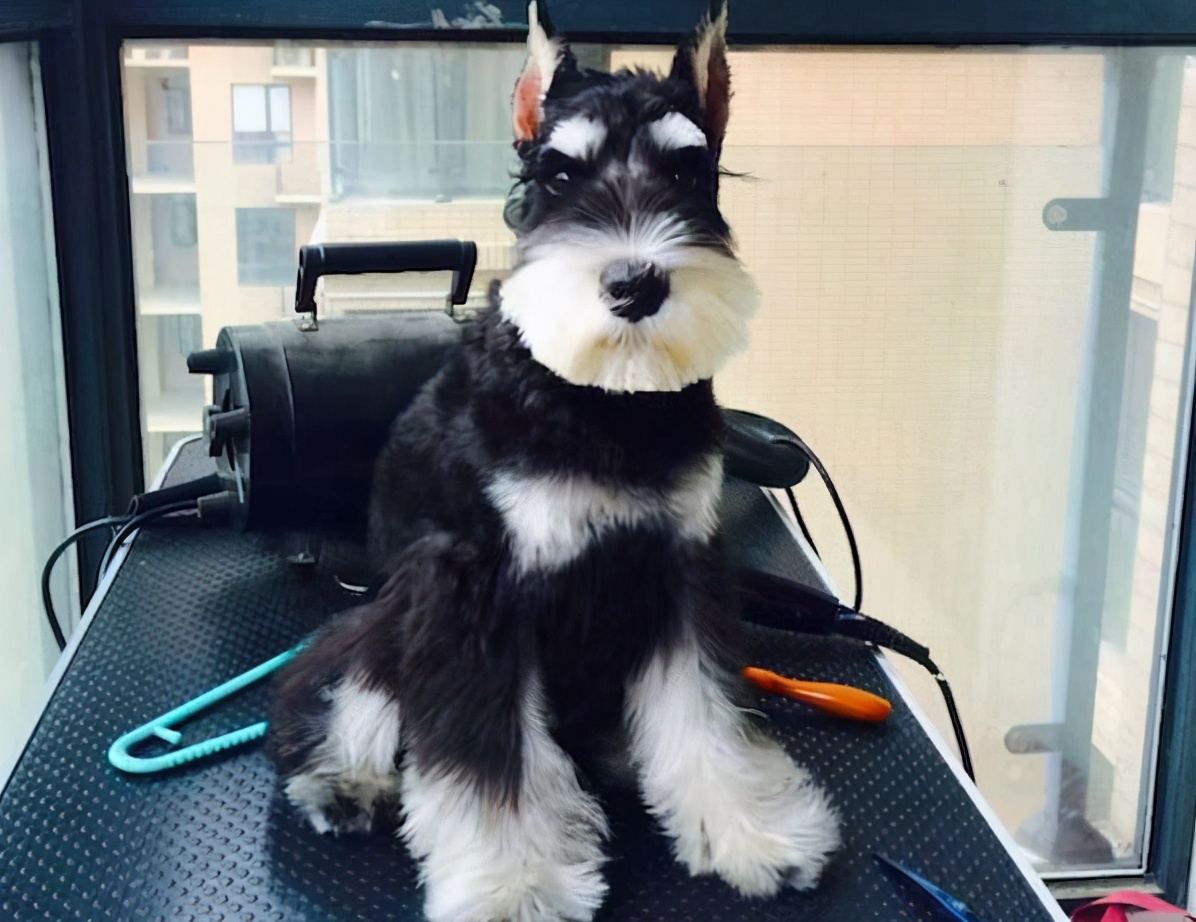 7 petty dogs in the dog world, who knows who raises them - iNEWS