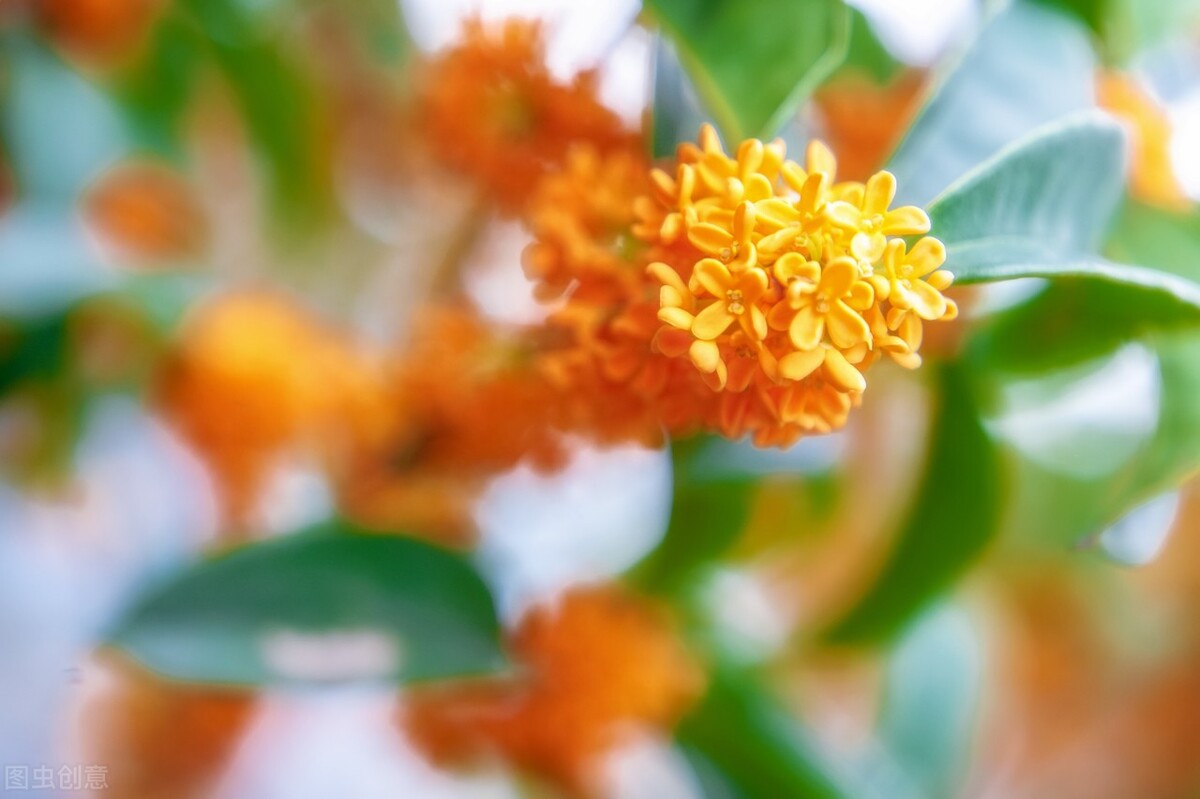 These "fragrant flowers" like "sour and smelly" fertilizer, the more ...