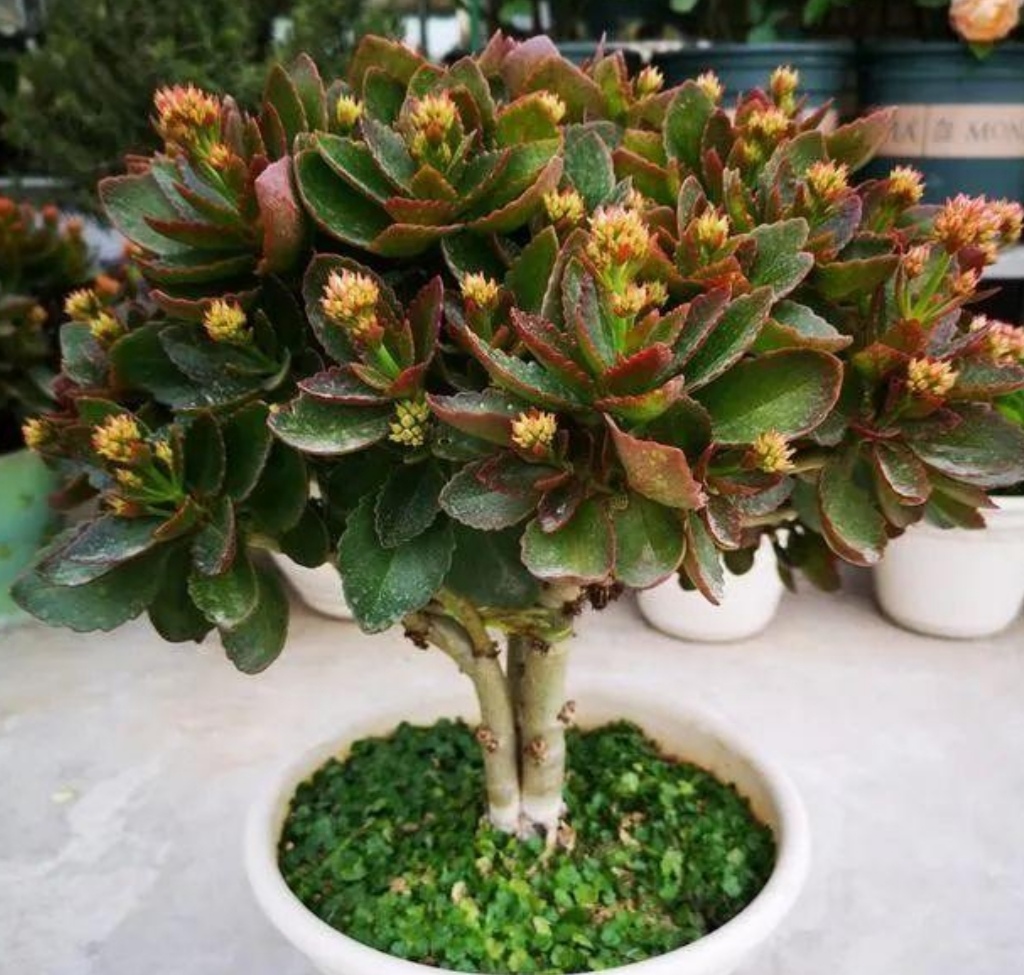 For the longevity flower at home, use one method to make it grow into ...