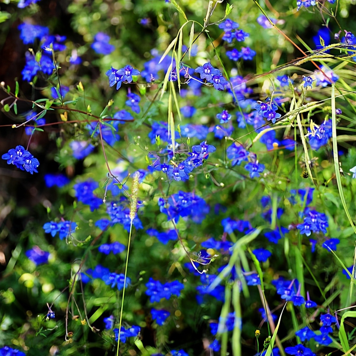 Flowers are like blue holes and hearts are like colored glaze (modern ...