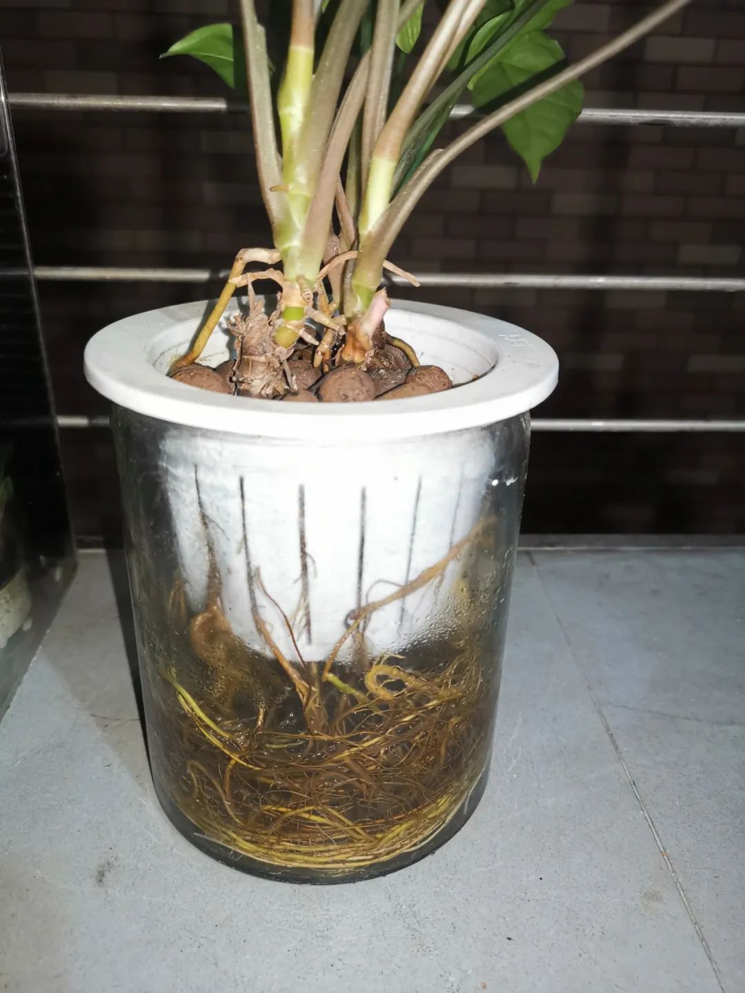 Hydroponic potted Heguo Taro, this method can make the root system grow ...
