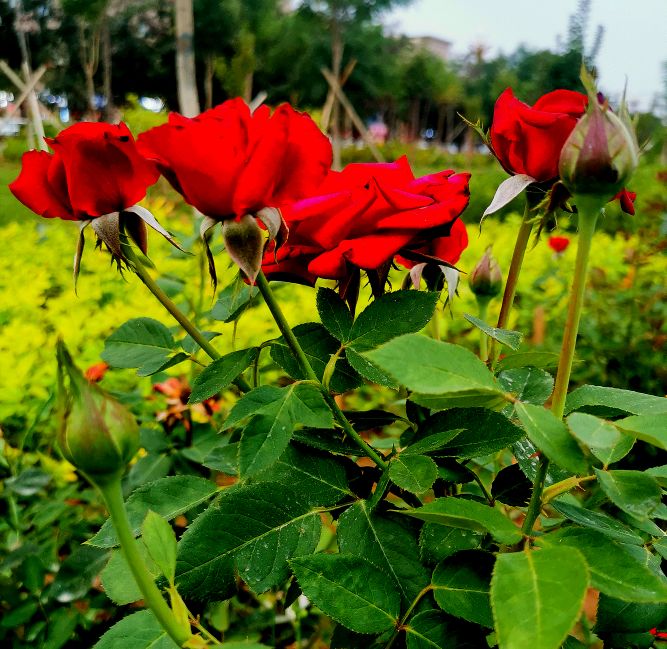 Rose Flower Selection - iNEWS