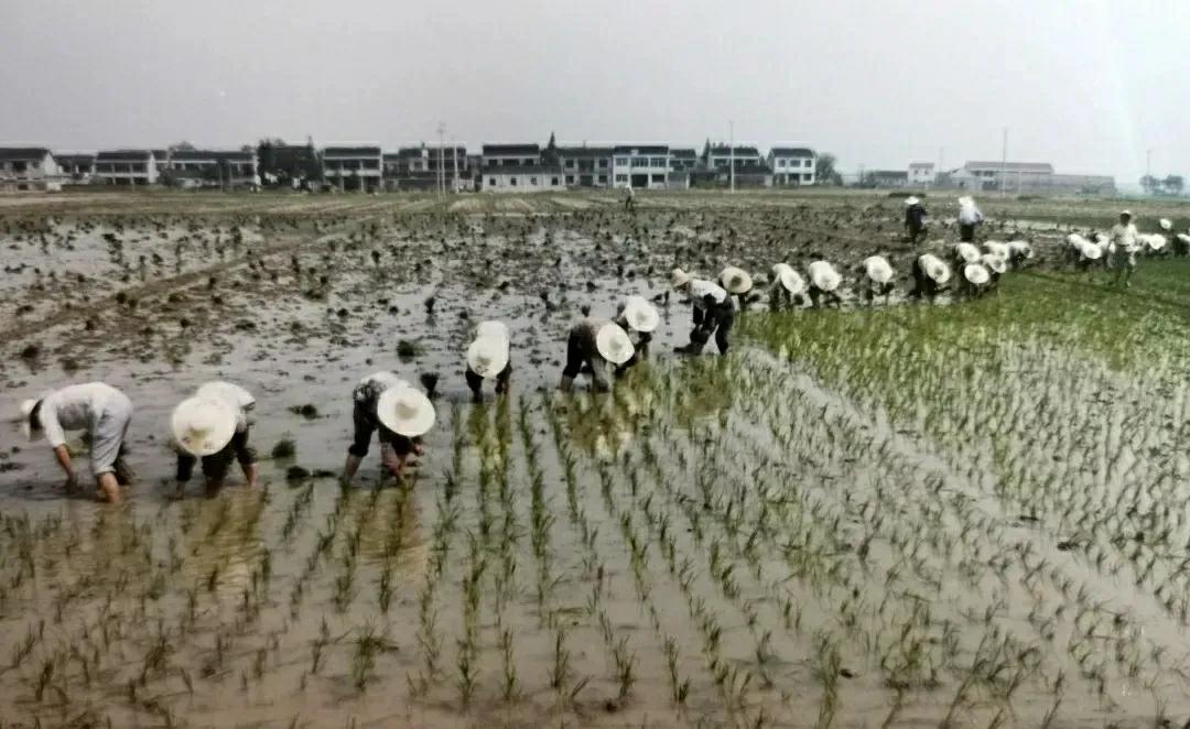 Old out-of-print photos of Suzhou Weiting witness the changes of ...