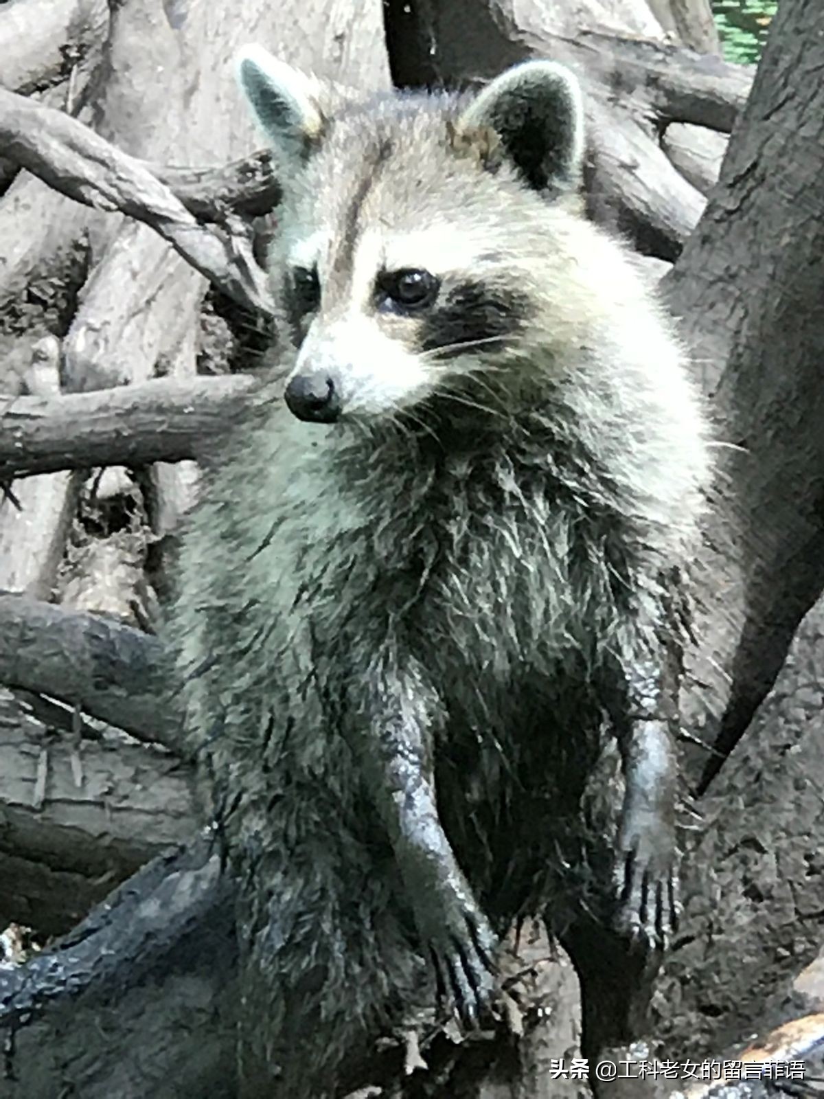 New Orleans: A mud monkey-like raccoon deep in the swamp - iNEWS