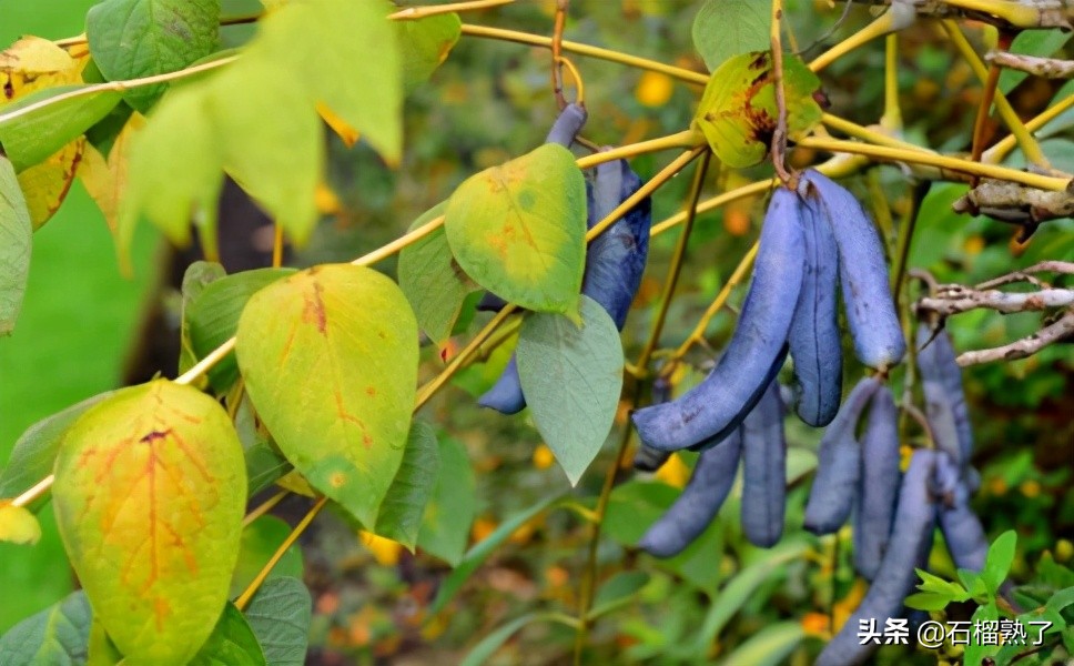 What are the unknown exotic fruits in Xinjiang? - iNEWS