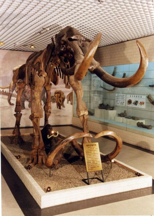 Really existed ancient animals, the five most peculiar kinds of ...