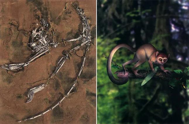 The oldest ancestor of mankind turned out to be a 20g monkey? - iNEWS