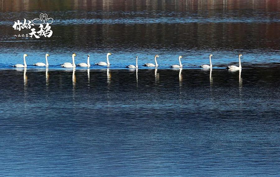 [Ecological Huairou] "Group pet" swan inhabits Huairou, where the ...