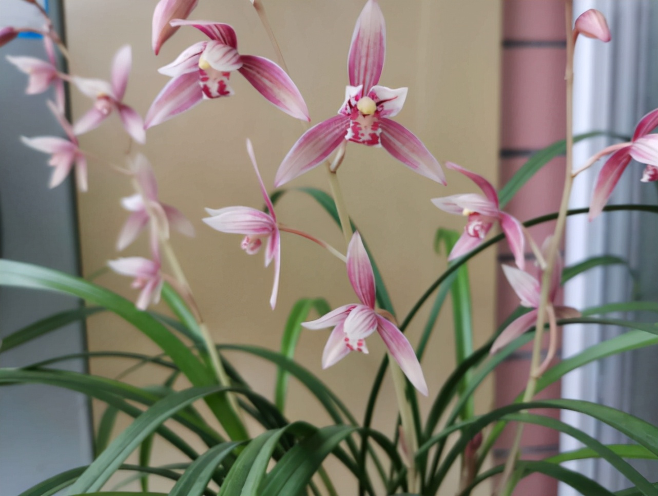 "18 kinds" of orchids with frequent flowers and seedlings, inexpensive ...