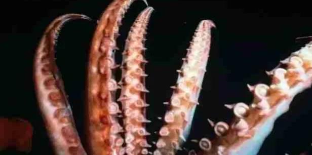 The Red Devil in the Depths of the Sea: Humboldt Squid - iNEWS