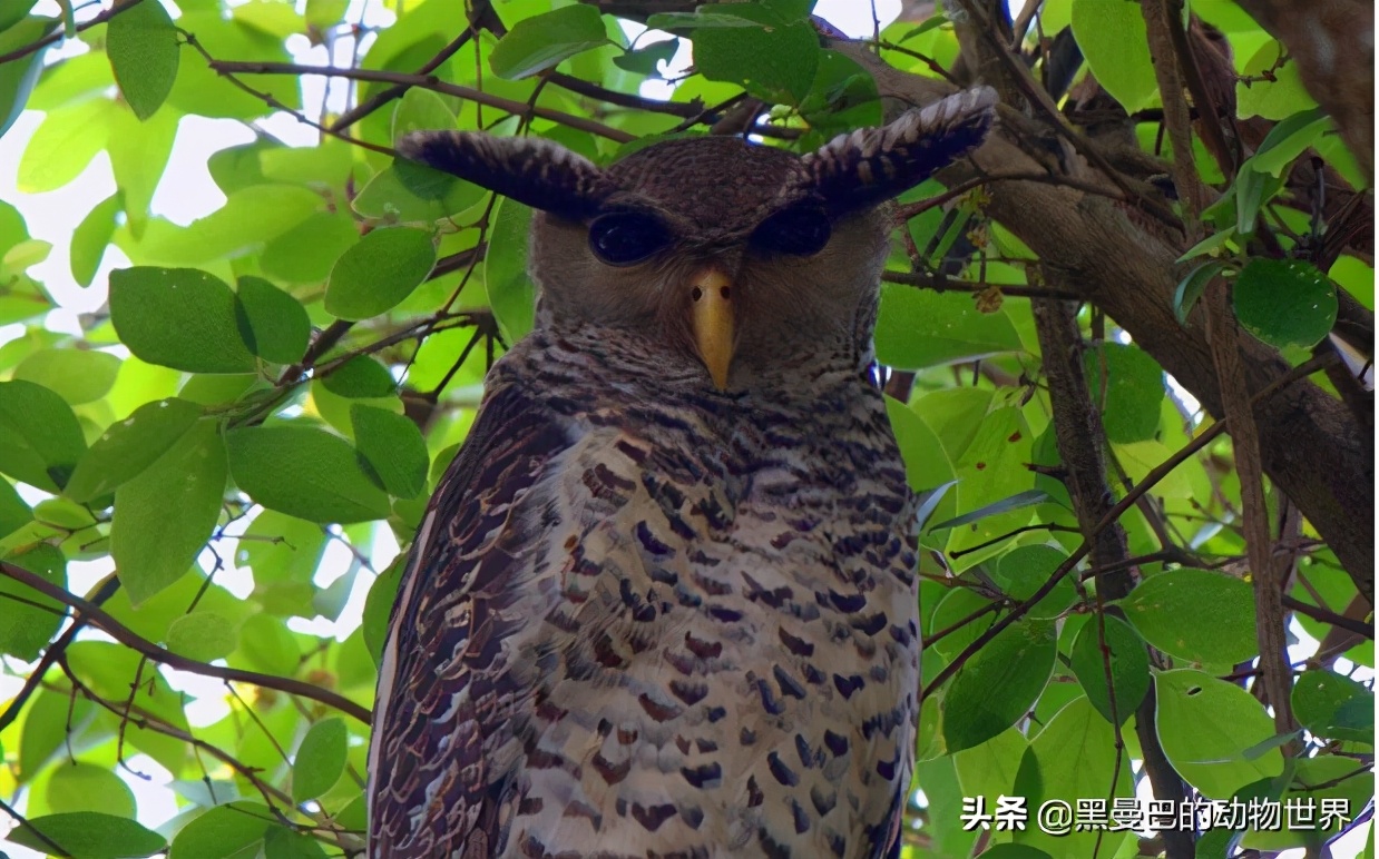 The ominous sign and the most terrifying owl from Sri Lanka-the devil ...