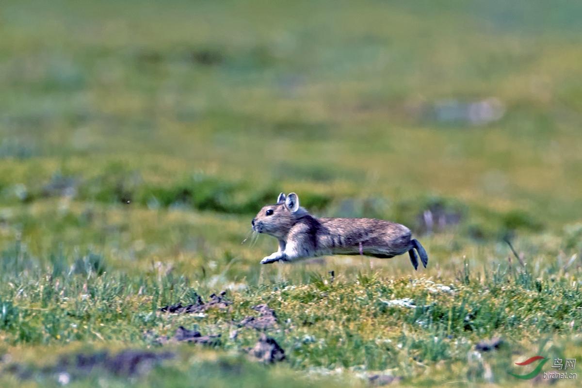 The pika, which is unique to the Qinghai-Tibet Plateau, does not ...