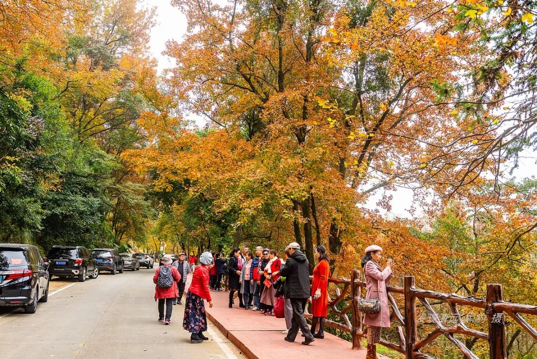 There is such a magnificent maple forest in the suburbs of Guangzhou ...