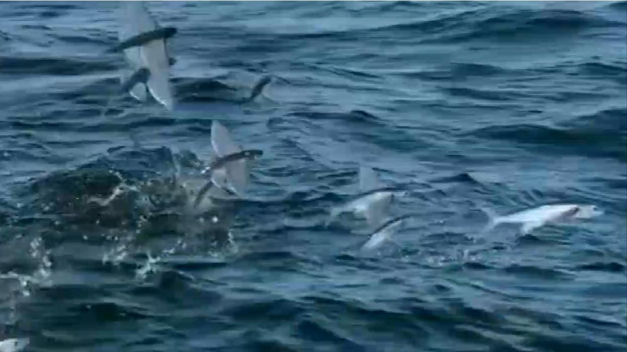 Seventy-five cute trails of different beasts in the mountains and seas ...