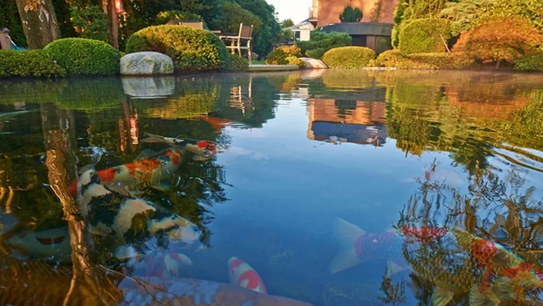 Has your koi fish pond been alkalized? - iNEWS