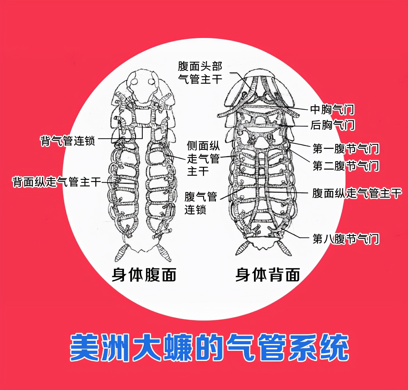 How amazing is the internal composition of cockroaches? - iNEWS