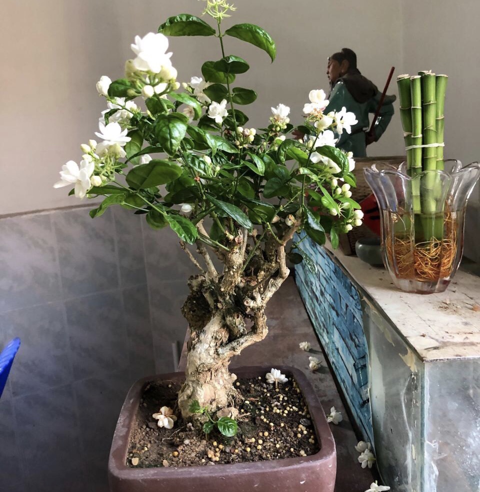 Raising jasmine in autumn, entering the "weak period", 5 "life-saving ...
