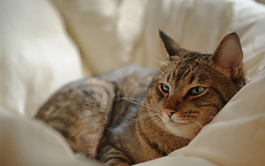 Breed Traceability Identification Series: Océ Cat - iMedia