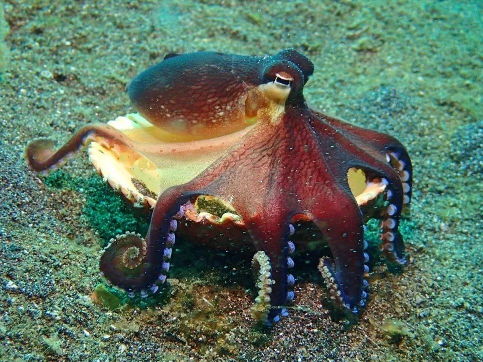 Why do you say that octopuses are "alien creatures"?Scientists have ...