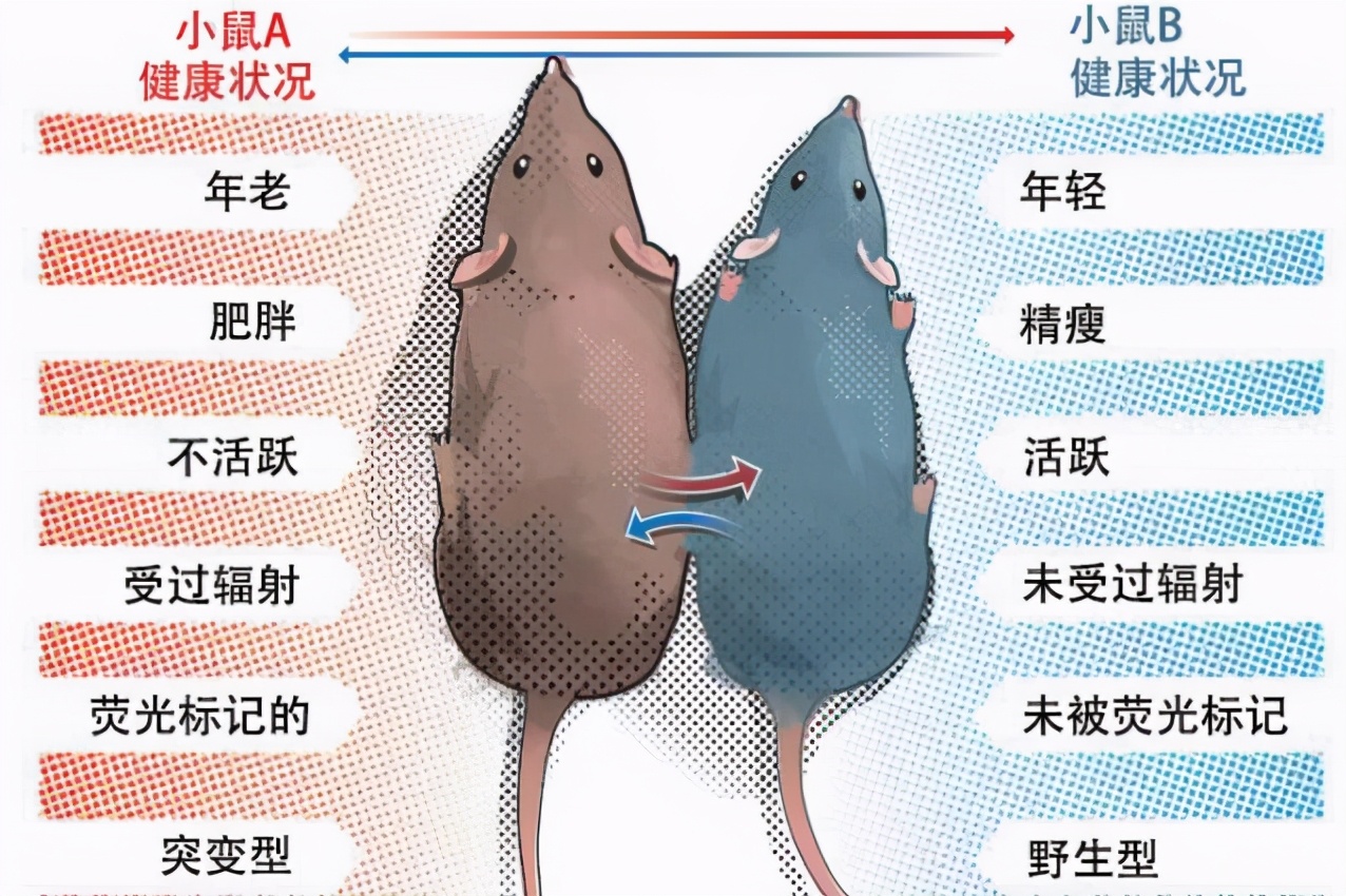 In order to study "immortality", what crazy experiments have the ...