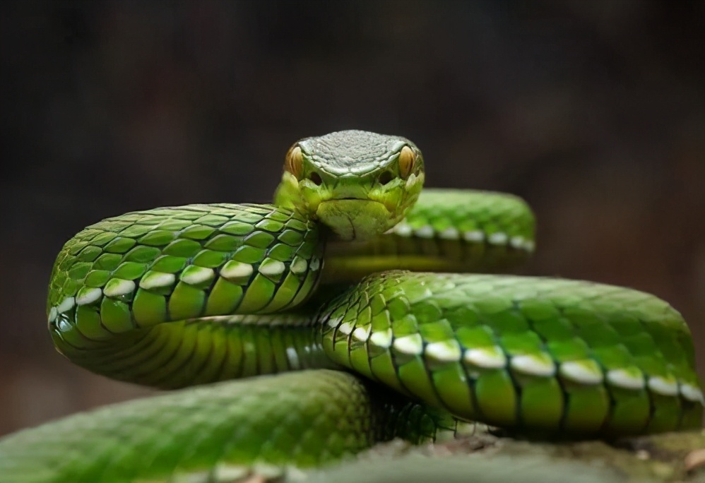 It's very important to distinguish between green snakes and green ...