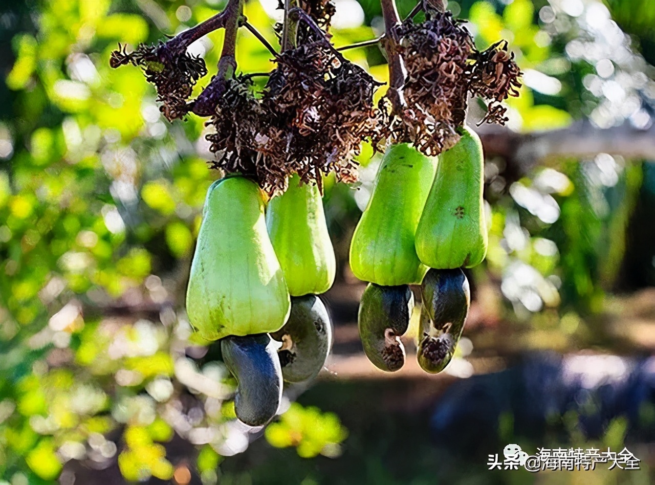 Introduction to Hainan Tropical Fruits (Part 1) - iNEWS