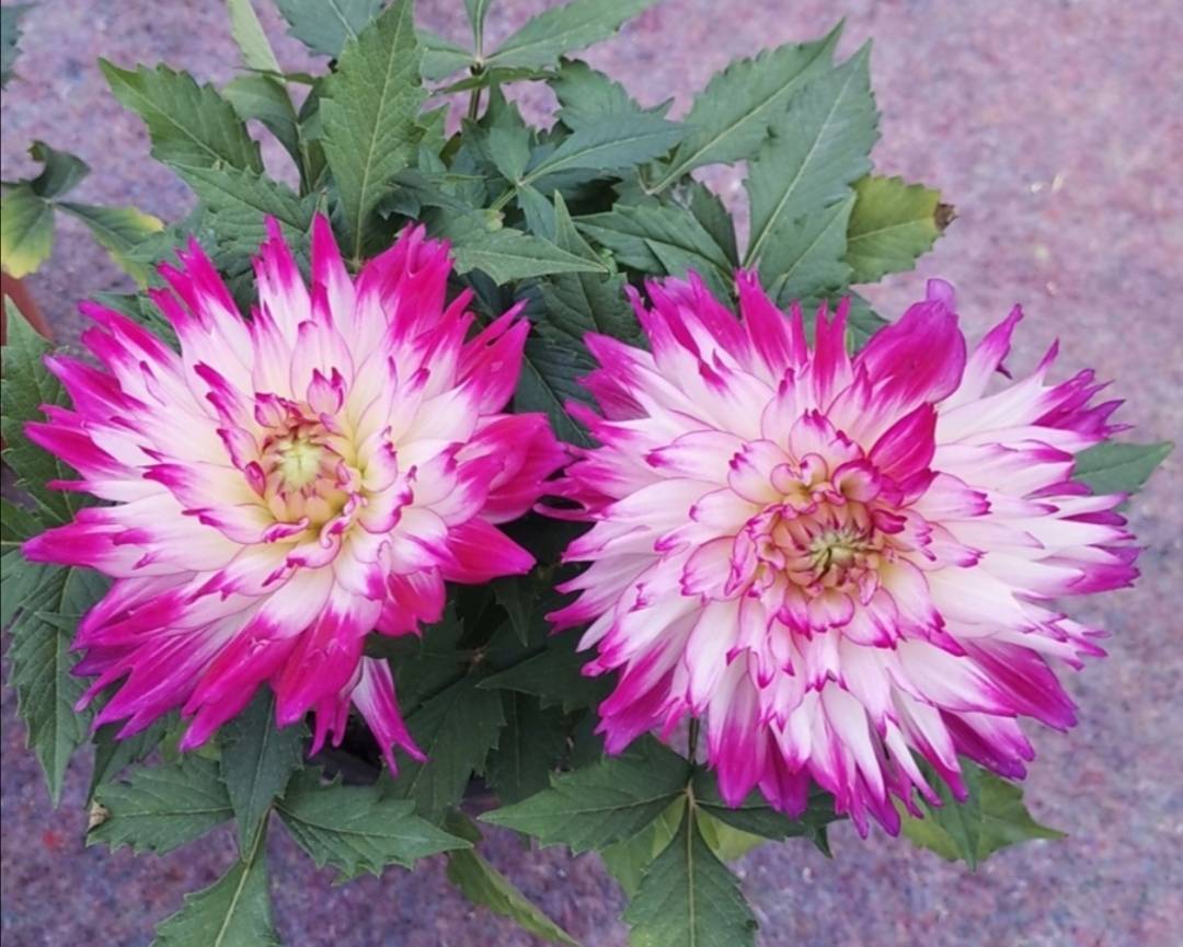 1 kind of flowers are grown in the yard, the flowers are huge and ...