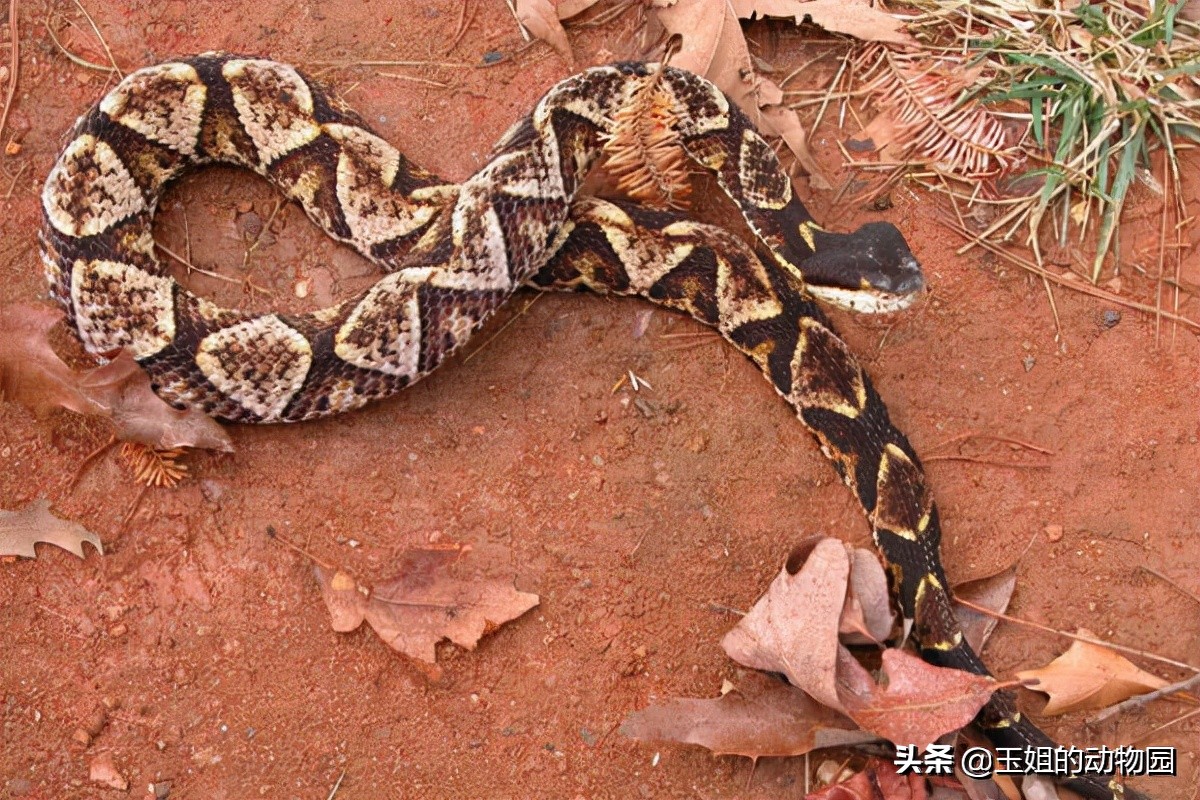 Why is the Five Step Snake so frightening?How harmful is it to people ...