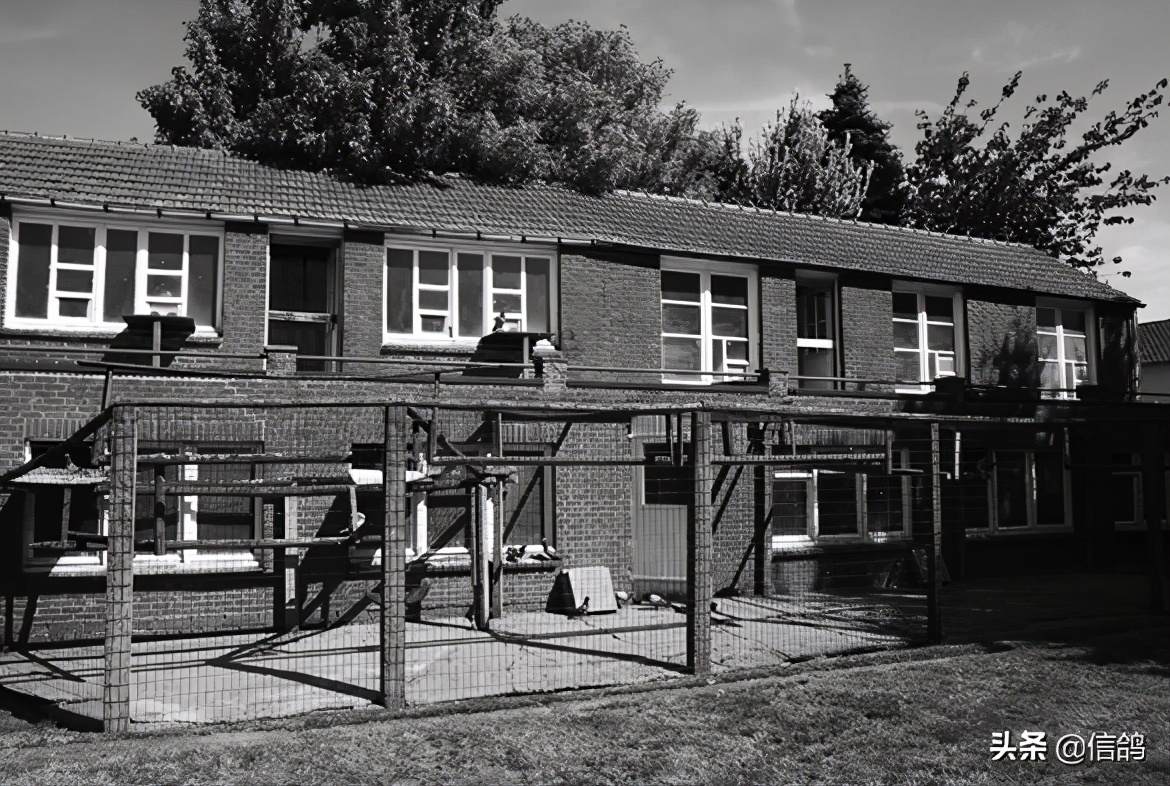 Belgian pigeon champion: relive the brilliant life of Louis Van Loon ...