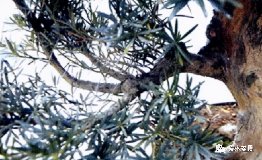 A Luo Han Song's initiality - iNEWS