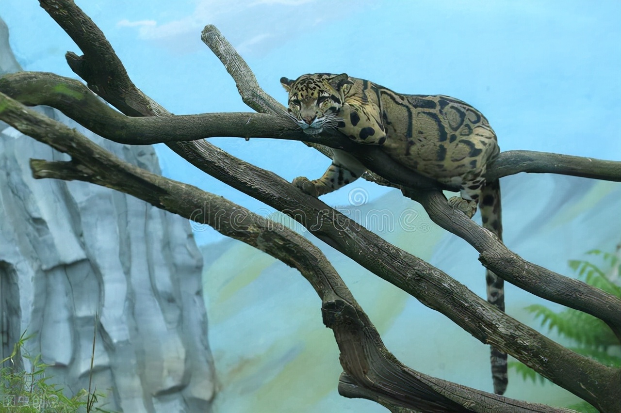 The almost extinct clouded leopard appears again. Is this the revival ...