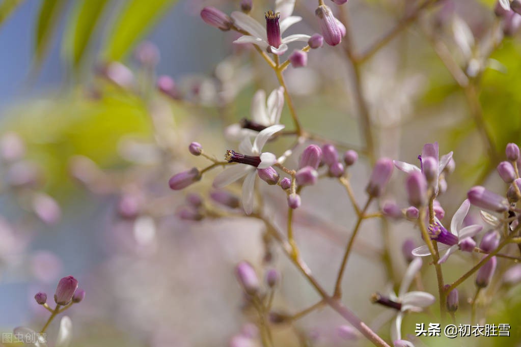 Six neem flowers of the trade wind in late spring, the light breeze is ...