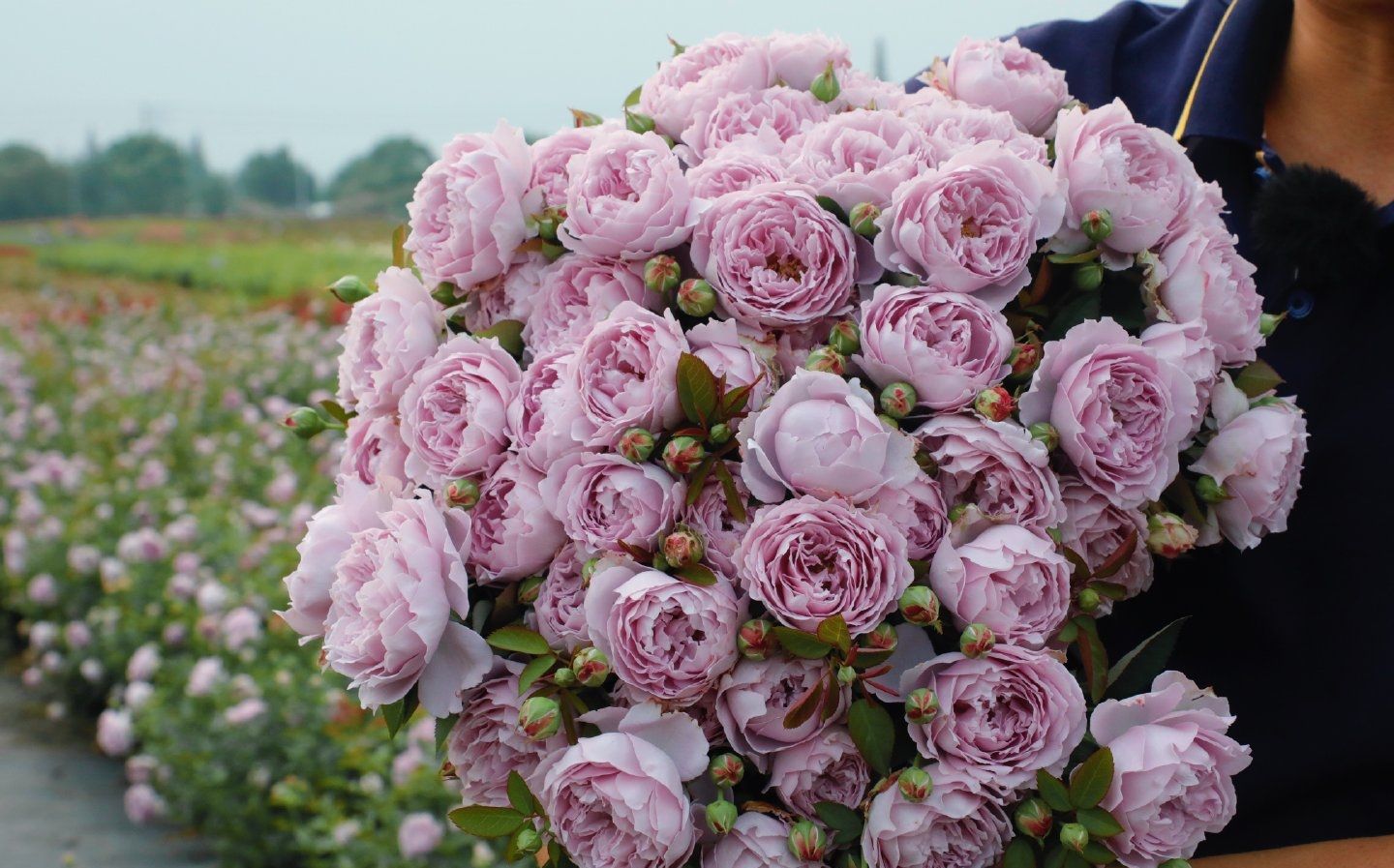 The first rose from an extraordinary origin, "empty", romantic and ...